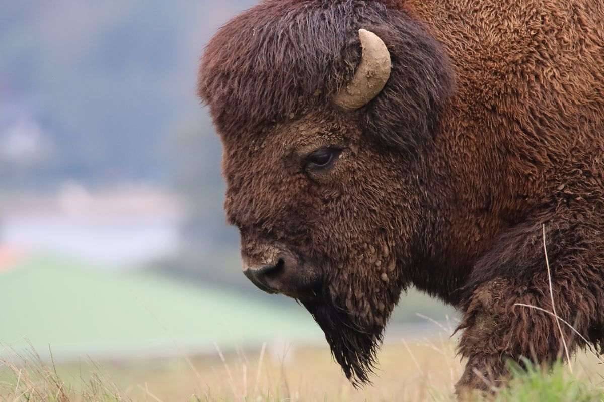 Visit the Rêve de Bison park | La Tour Aux Crabes